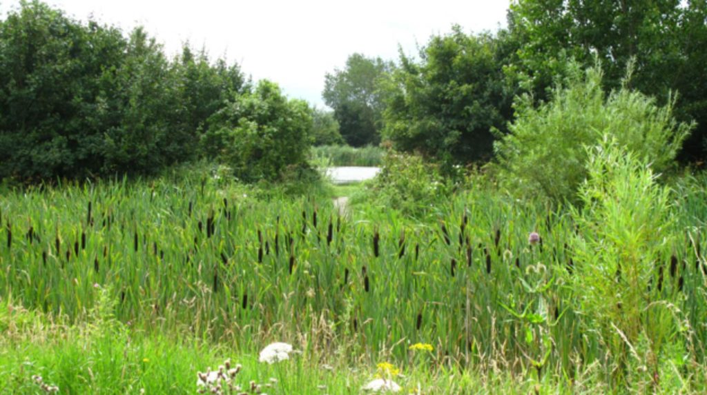 » Noddle Hill Nature Reserve