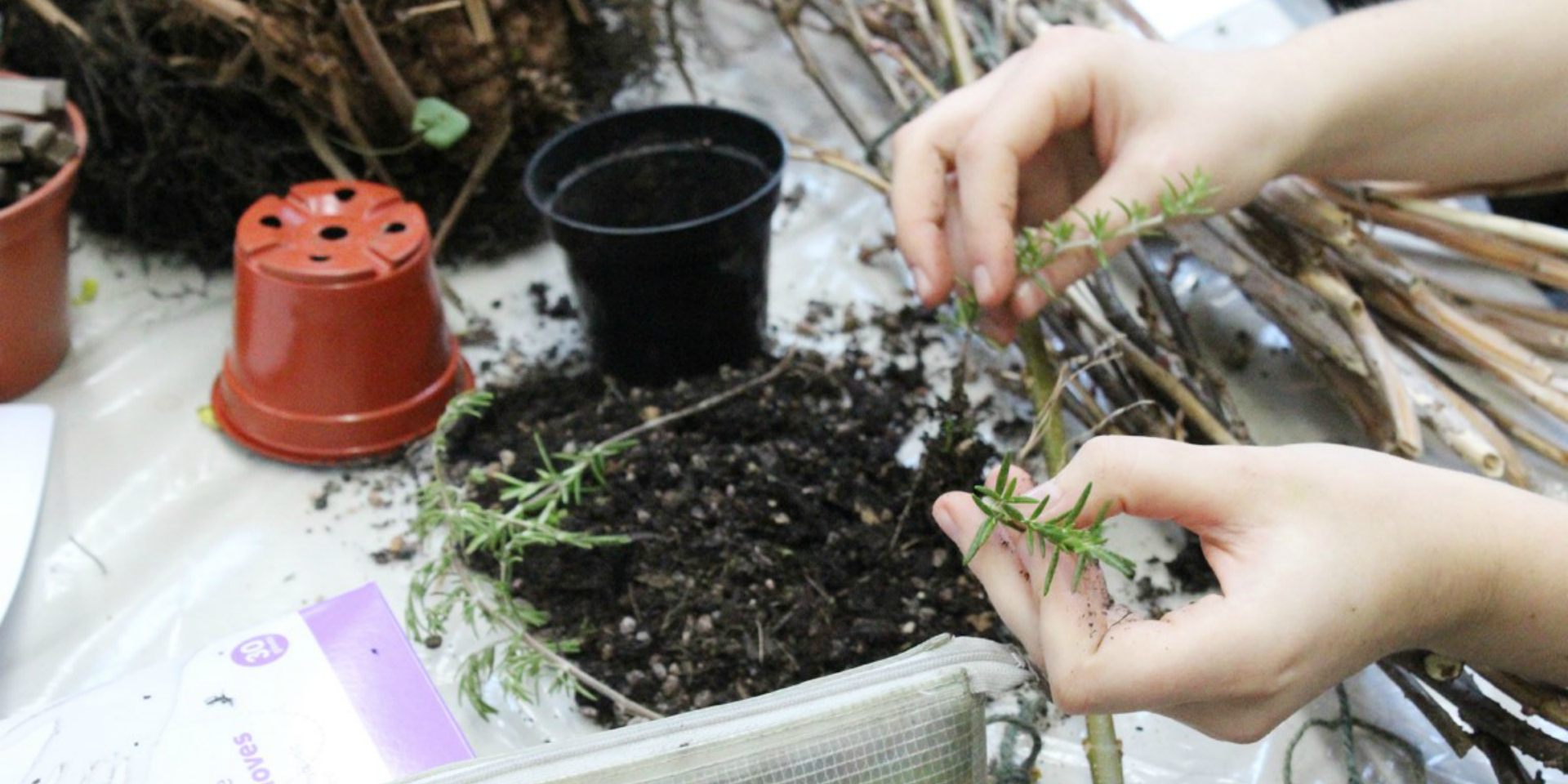 » Make Your Own Plants