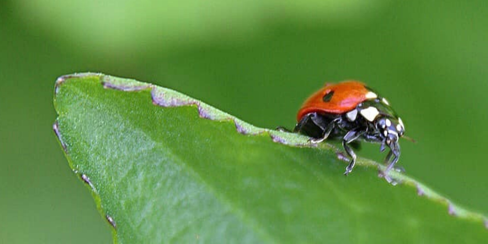 » Wild Challenge Trail with the RSPB