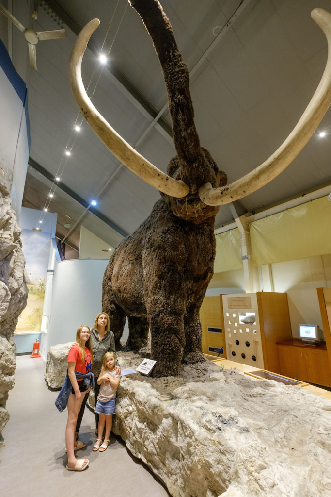 » Hull & East Riding Museum